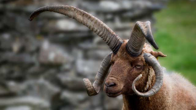 Cregneash | Visit IOM