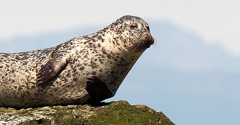 Wildlife and Animal Attractions in the Isle of Man | Visit IOM