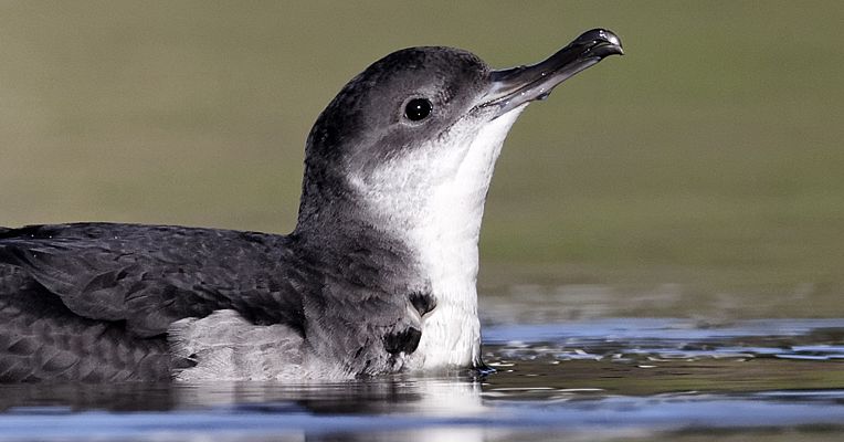 Manx Bird Life | Visit IOM