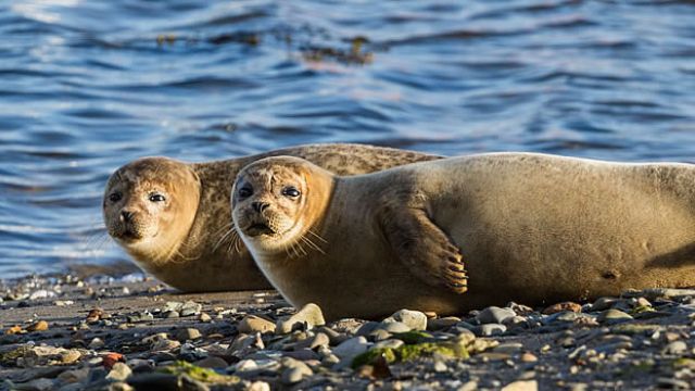 Wildlife Watching in the Isle of Man | Visit IOM